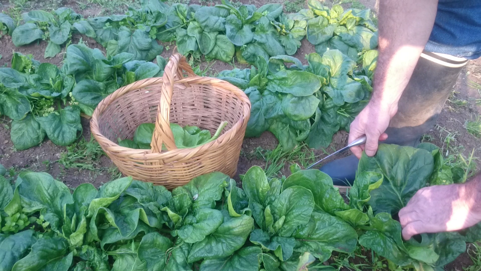 El Huerto de Jose Antonio: Cultivo de la Espinaca