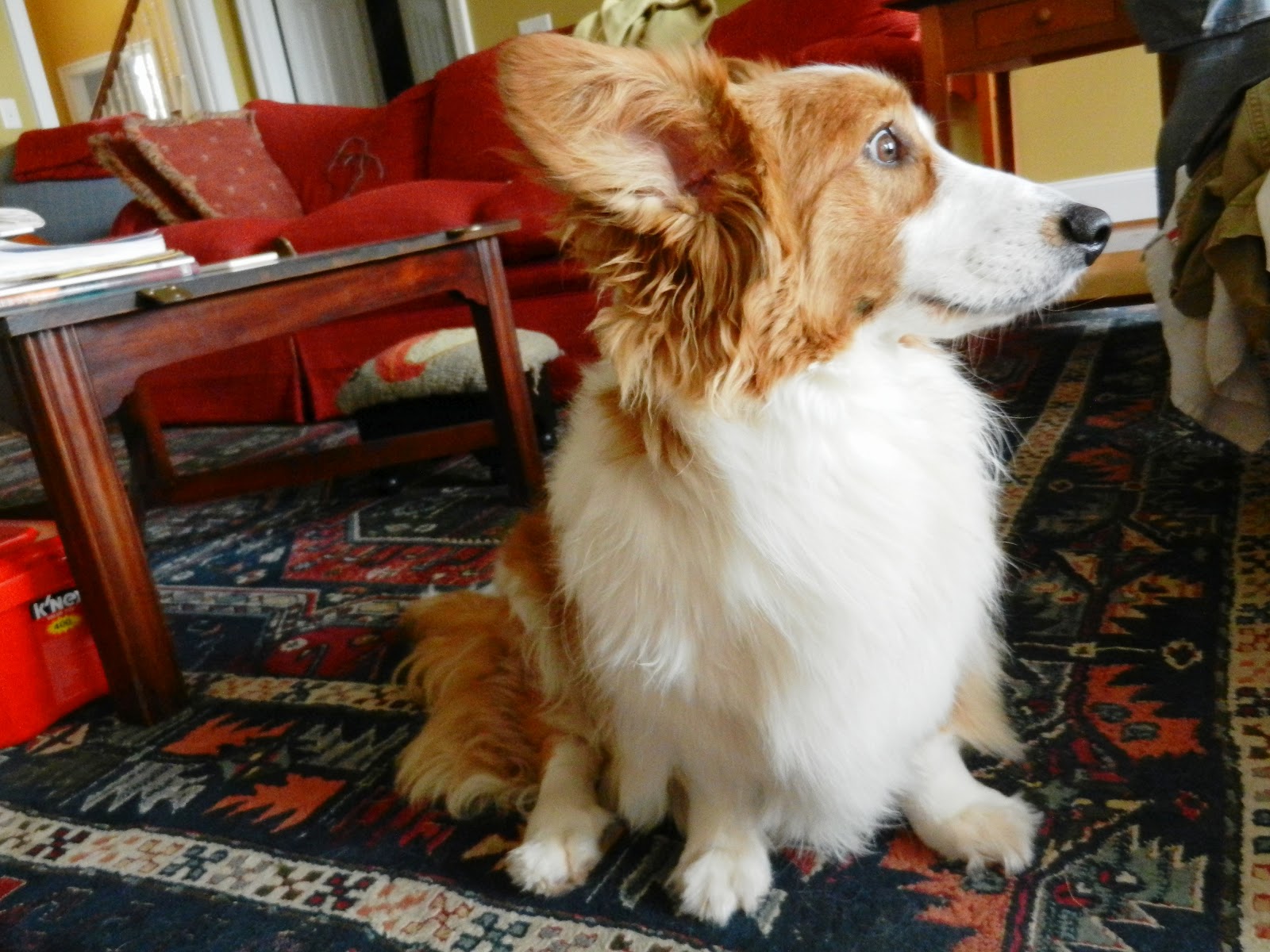 The Chronicles of Cardigan: Happy Work Week! Enjoy a Round of (Corgi ...