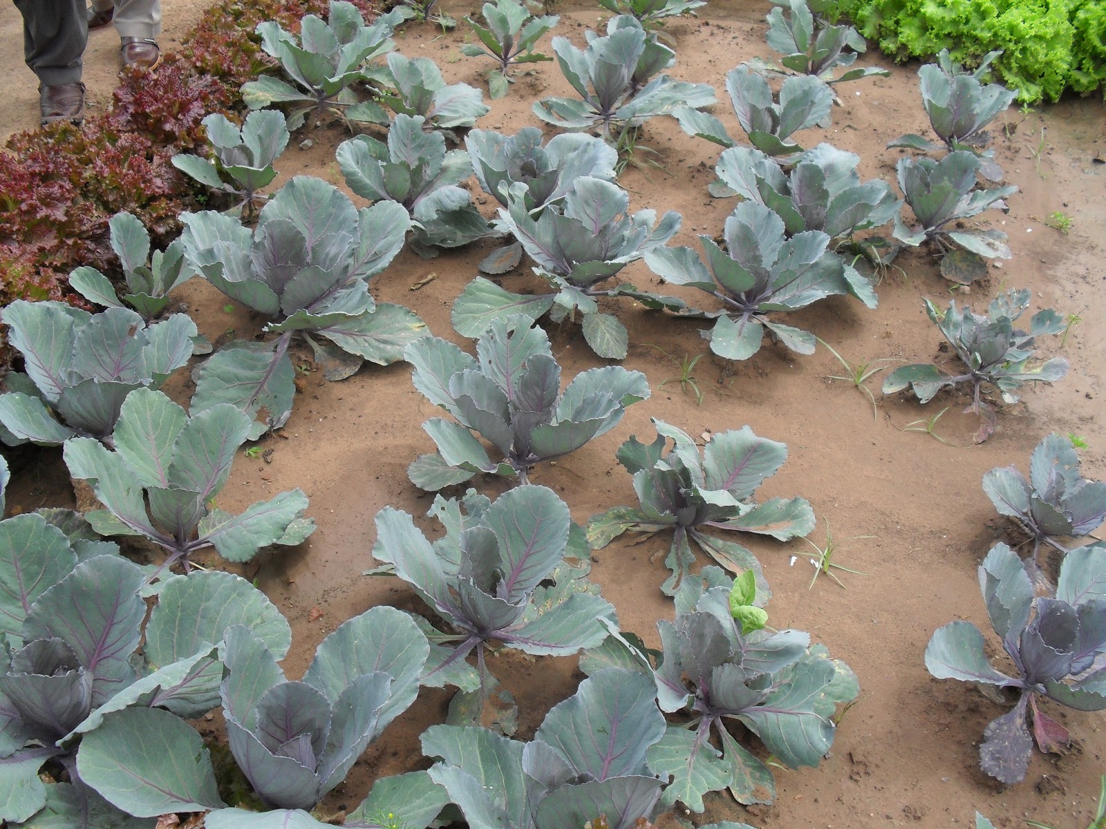 Nursery raising and management for vegetable crops - General Agriculture