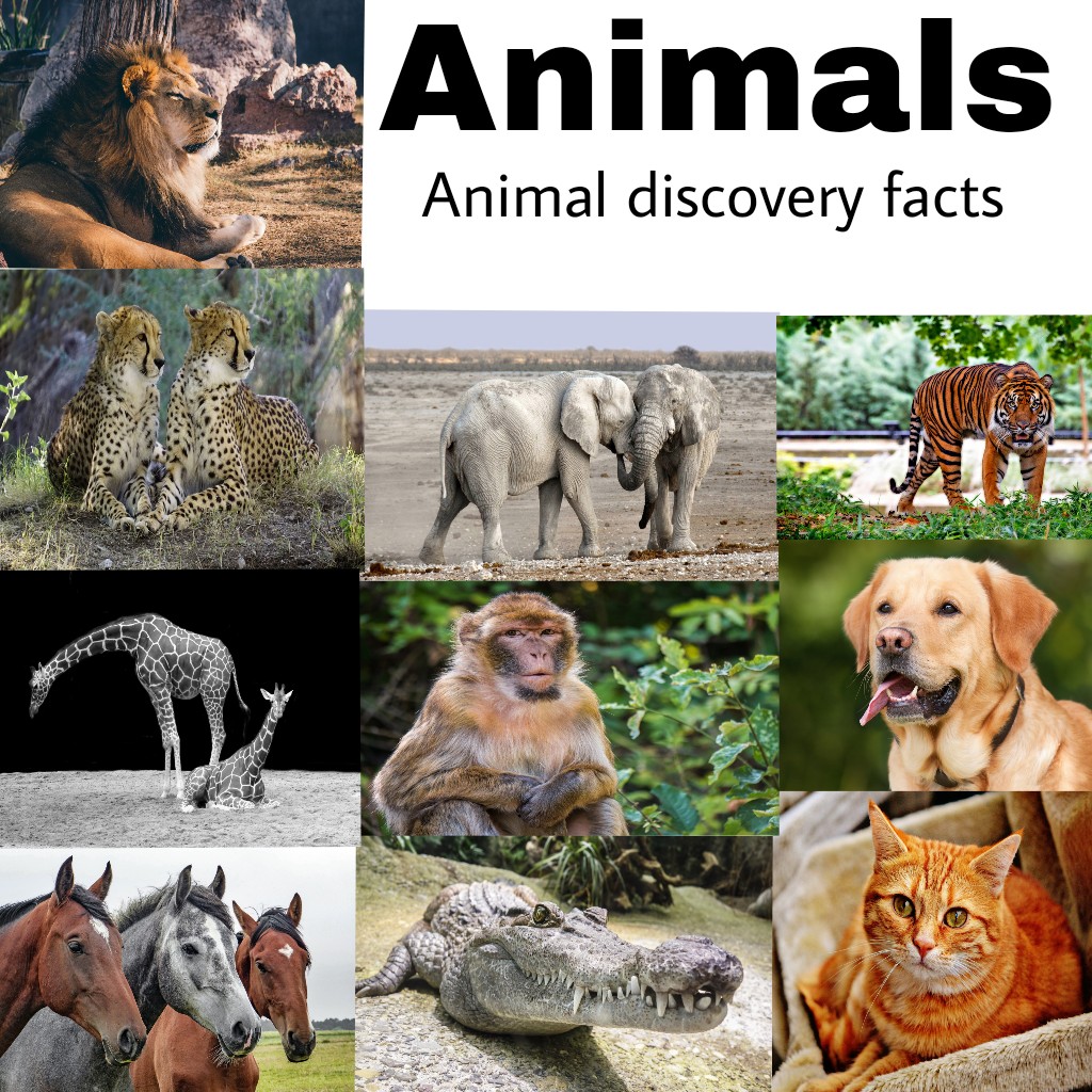 Animal discovery facts