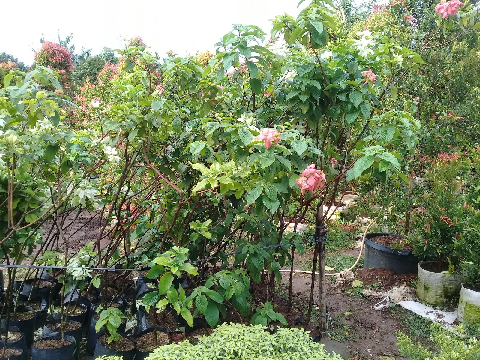 Jual Pohon Bunga Nusa Indah ~ Tukang Taman Serpong TLP 081380548055