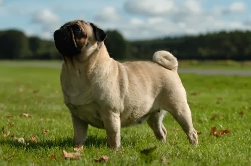 Pugleto: PUG...Ancestros