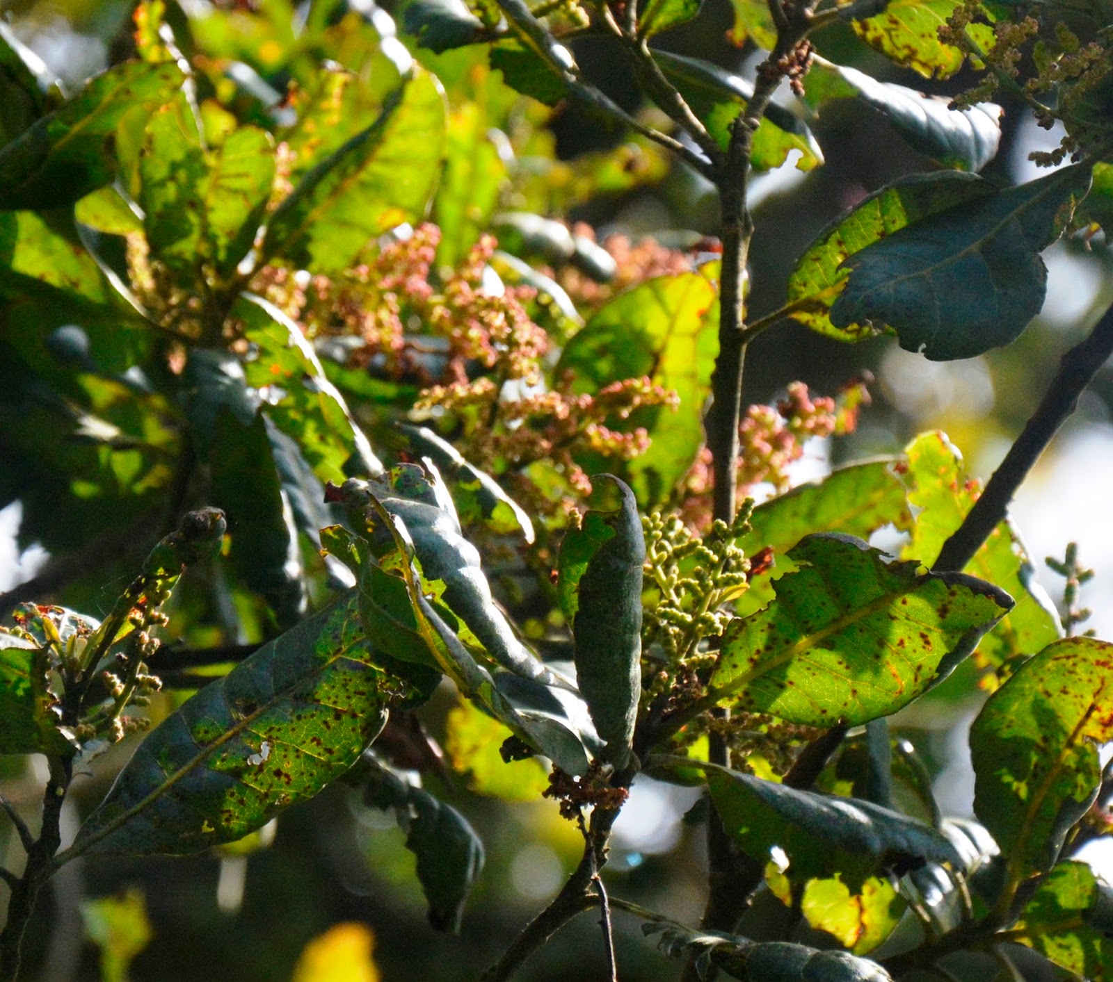 Jenis Tanaman Gunung Merbabu : Wuru (Myrica Javanica) 16 - FADEL5116