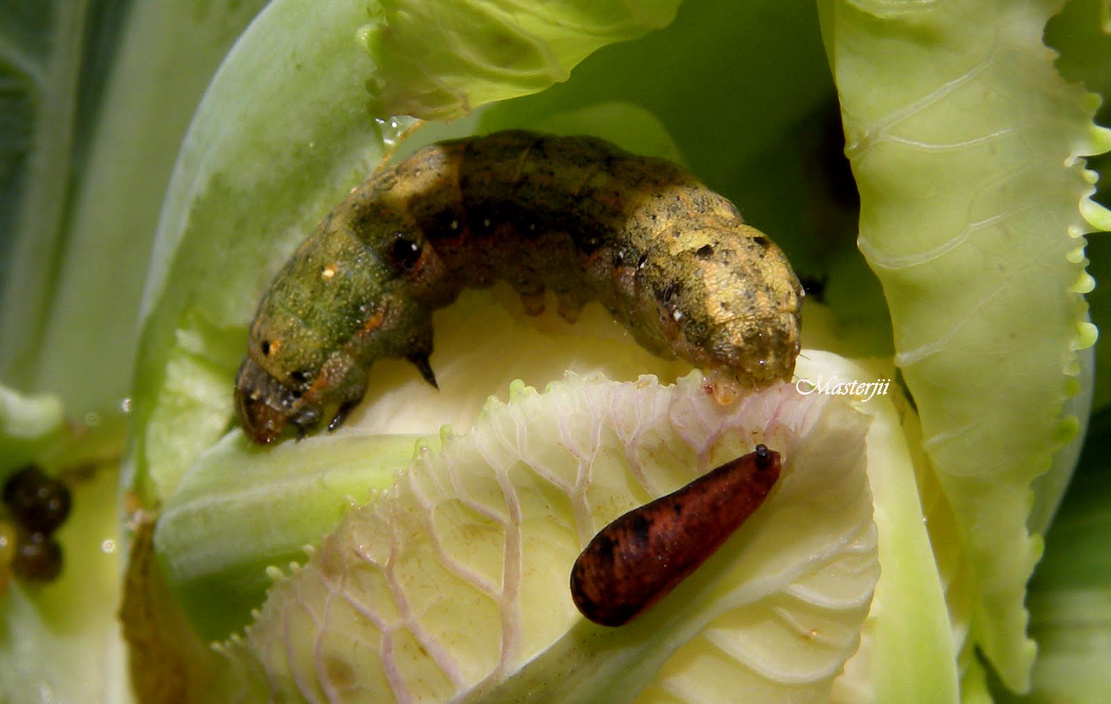 PELITA KABAD: ULAT RATUS