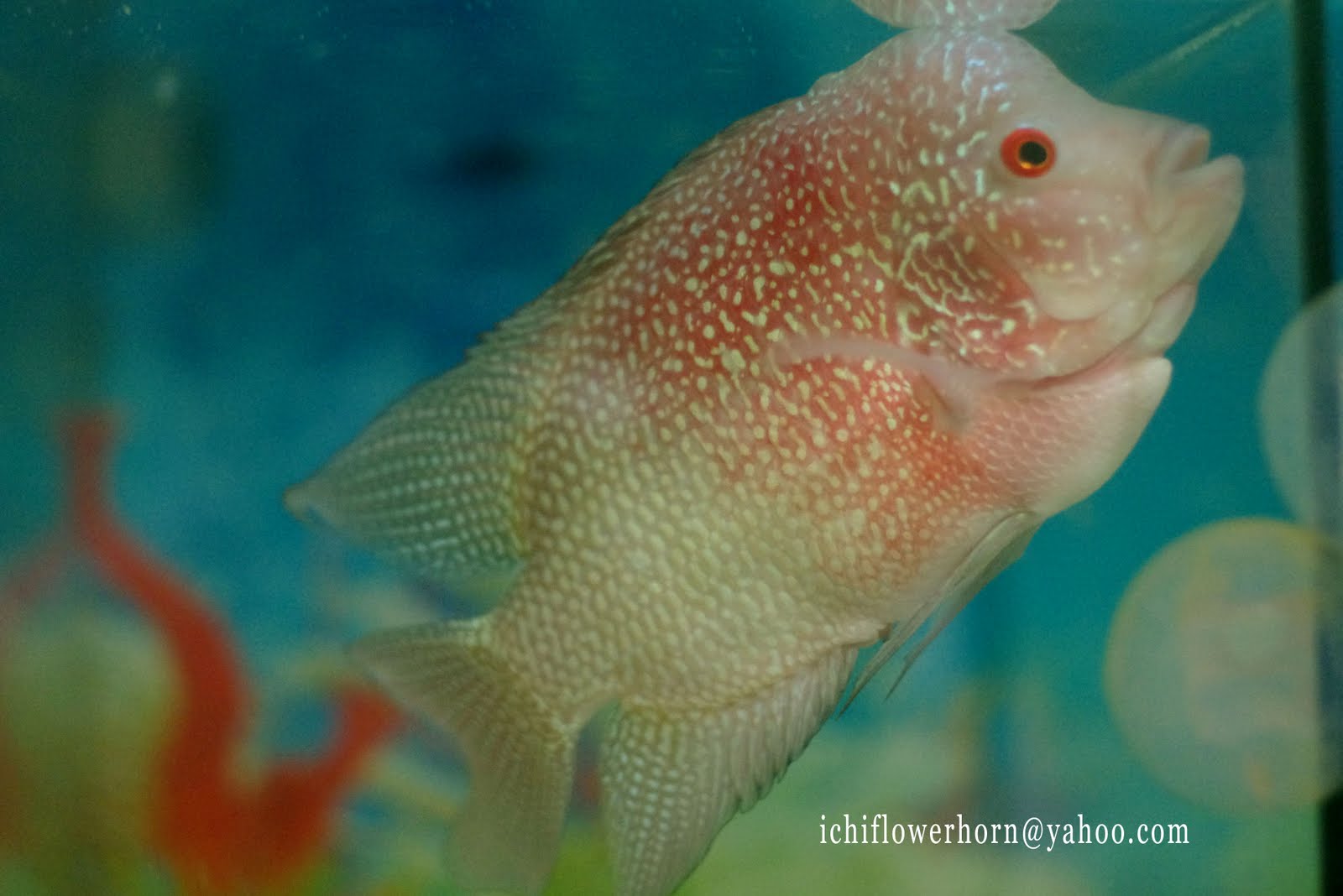 Flowerhorn The Hybrid Cichlids: Louhan Cencu - Ichiflowerhorn 002