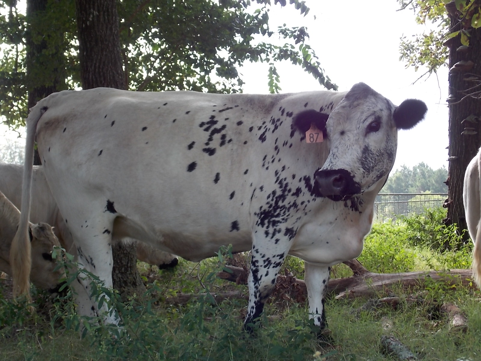 Jimmie's Blog - British White Cattle & More: British White Cows for ...