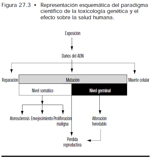 Toxicidad genética en la identificación del peligro | Seguridad del ...