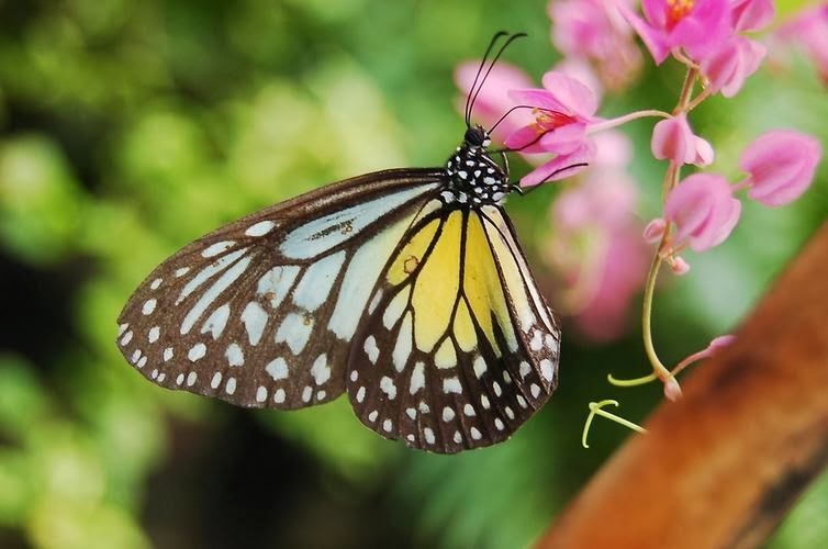 Fakta Menarik Mengenai Rama-Rama