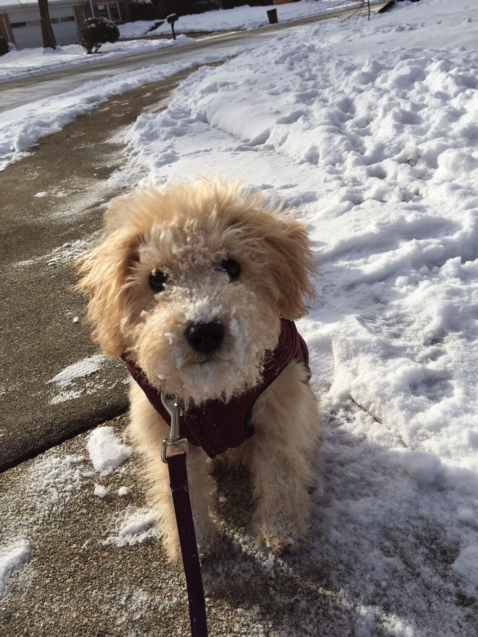 Growing Puppies - Virginia Schnoodle Breeder --Hypoallergenic Dogs ...