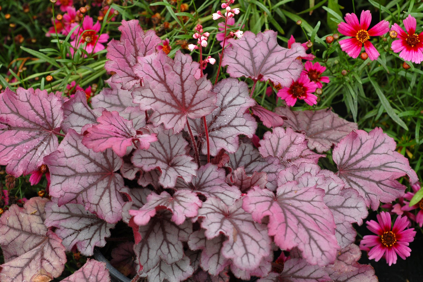 Heuchera Mixed