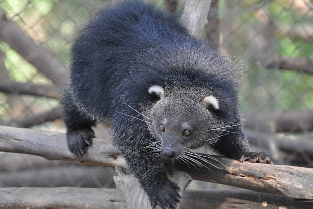 Binturong | The Biggest Animals Kingdom