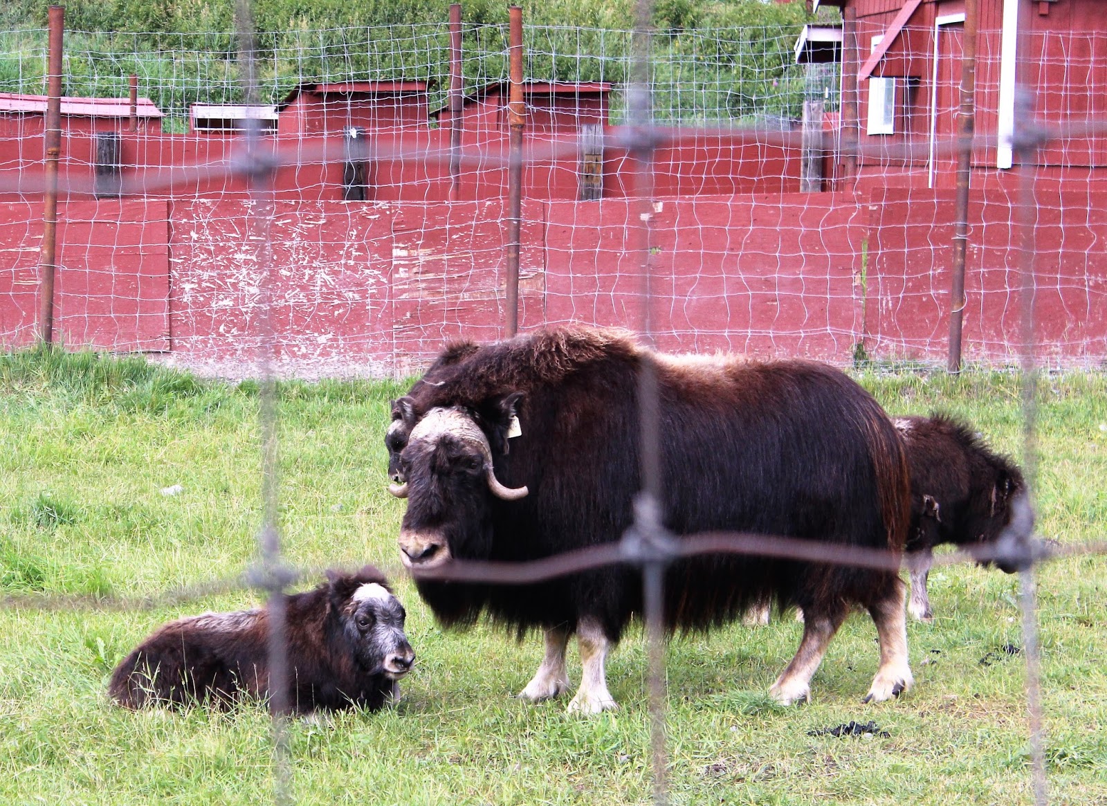 Souvenir Chronicles: ALASKA! A MUSK OX FARM AND A REINDEER RANCH