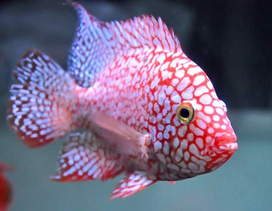 Mania de Aquário: Red Texas