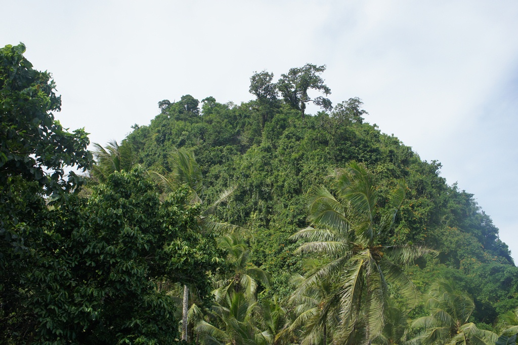 OUR PHILIPPINE TREES: Terrific Views of Tandag!
