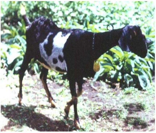 Hablemos de Agroecología: el podcast del productor y el estudiante ...