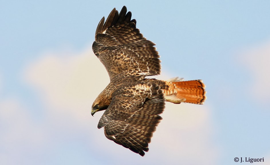 Raptor Identification and Photography: Ageing Adult Red-tails by Tail ...