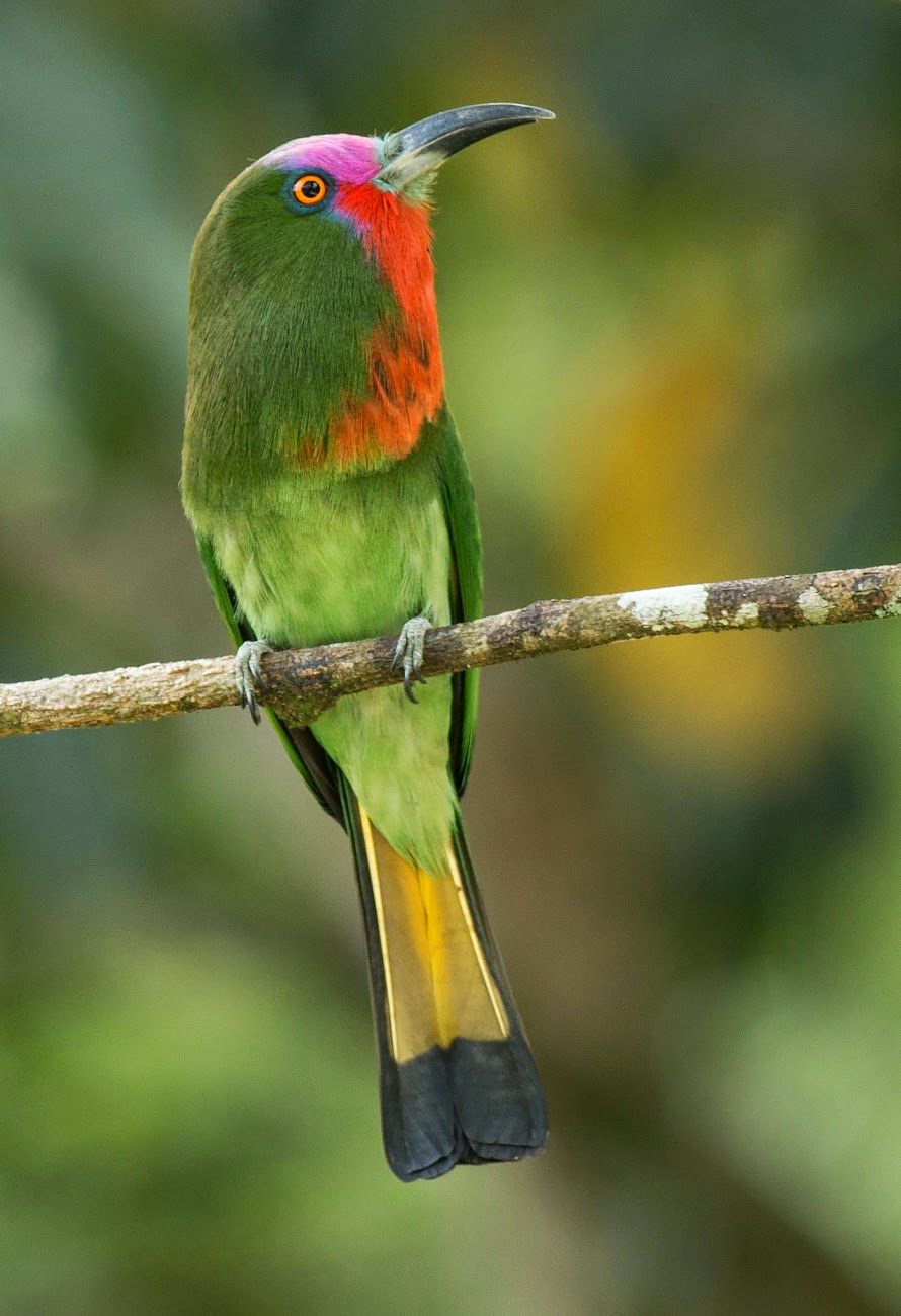 SOUTH EAST ASIA BIRDS - Malaysia birds paradise: Red-bearded bee-eater ...