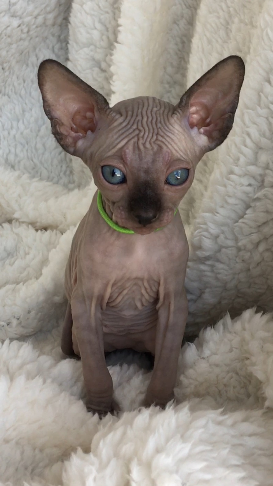 Purrty In Sphynx