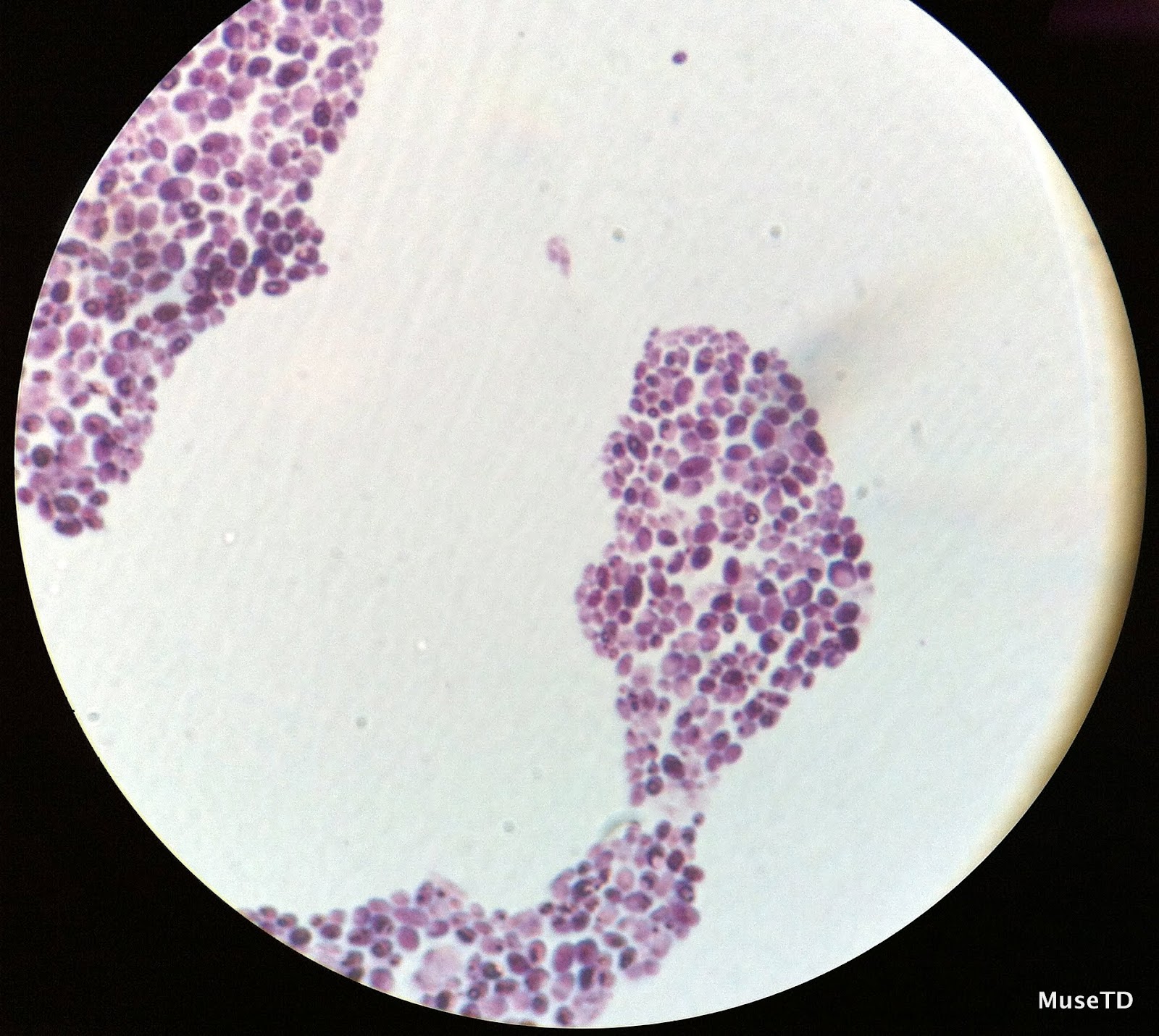 MICROBIOLOGY SLIDE SPECIMENS