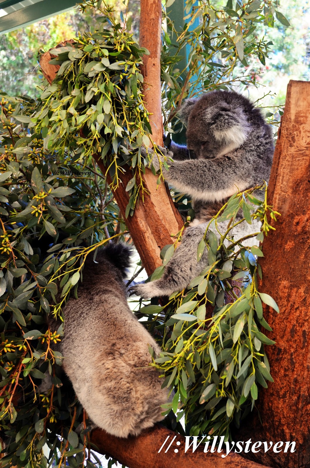 TravellerMeds: Caversham Wildlife Park of Perth