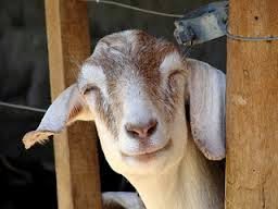 chivos: Como cuidar los chivos