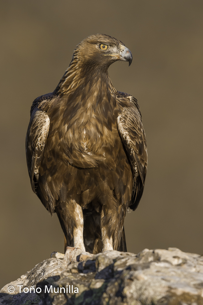 Aves de Navarra/Nafarroako hegaztiak