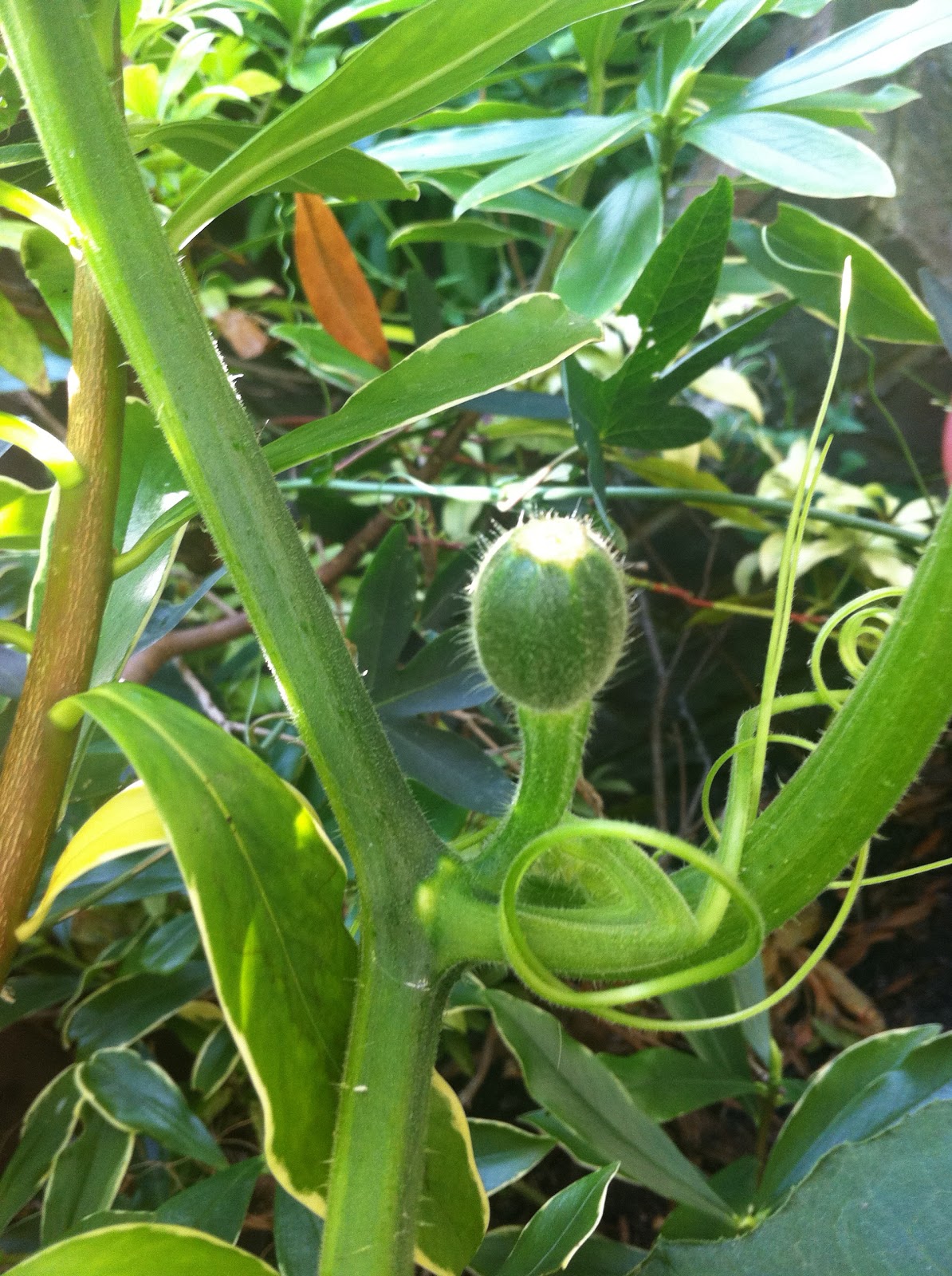 Claire's crops and crochet: Gem Squash - The Intrepid Explorer