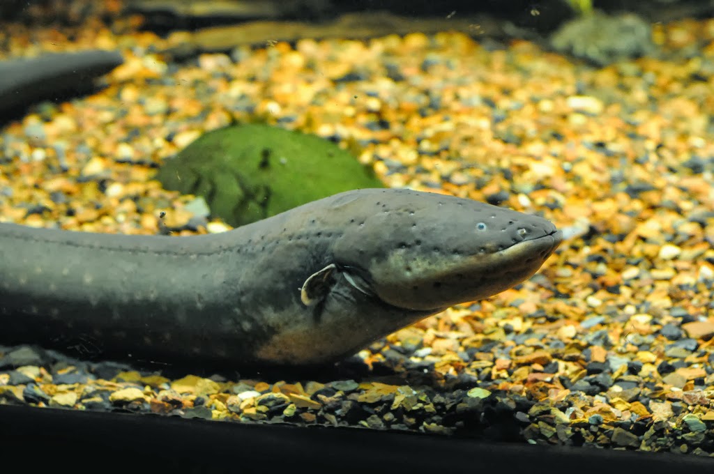 Curiosidade Universal: 10 Criaturas Assustadoras do Rio Amazonas