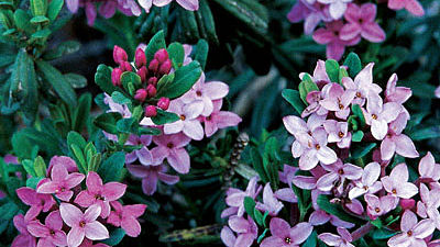 21 Jenis Bunga Indah Tapi Beracun Di Sekitar Kita - Ragam Tanaman