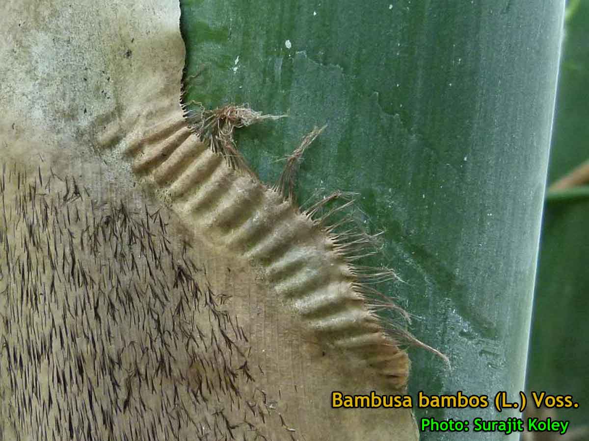 Medicinal Plants: Bambusa Bambos, Bamboo, Moongil, veduru bongu
