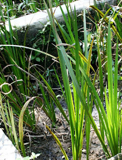 Mengenal Tanaman Dlingo (Acorus calamus L) | Sehat Alami