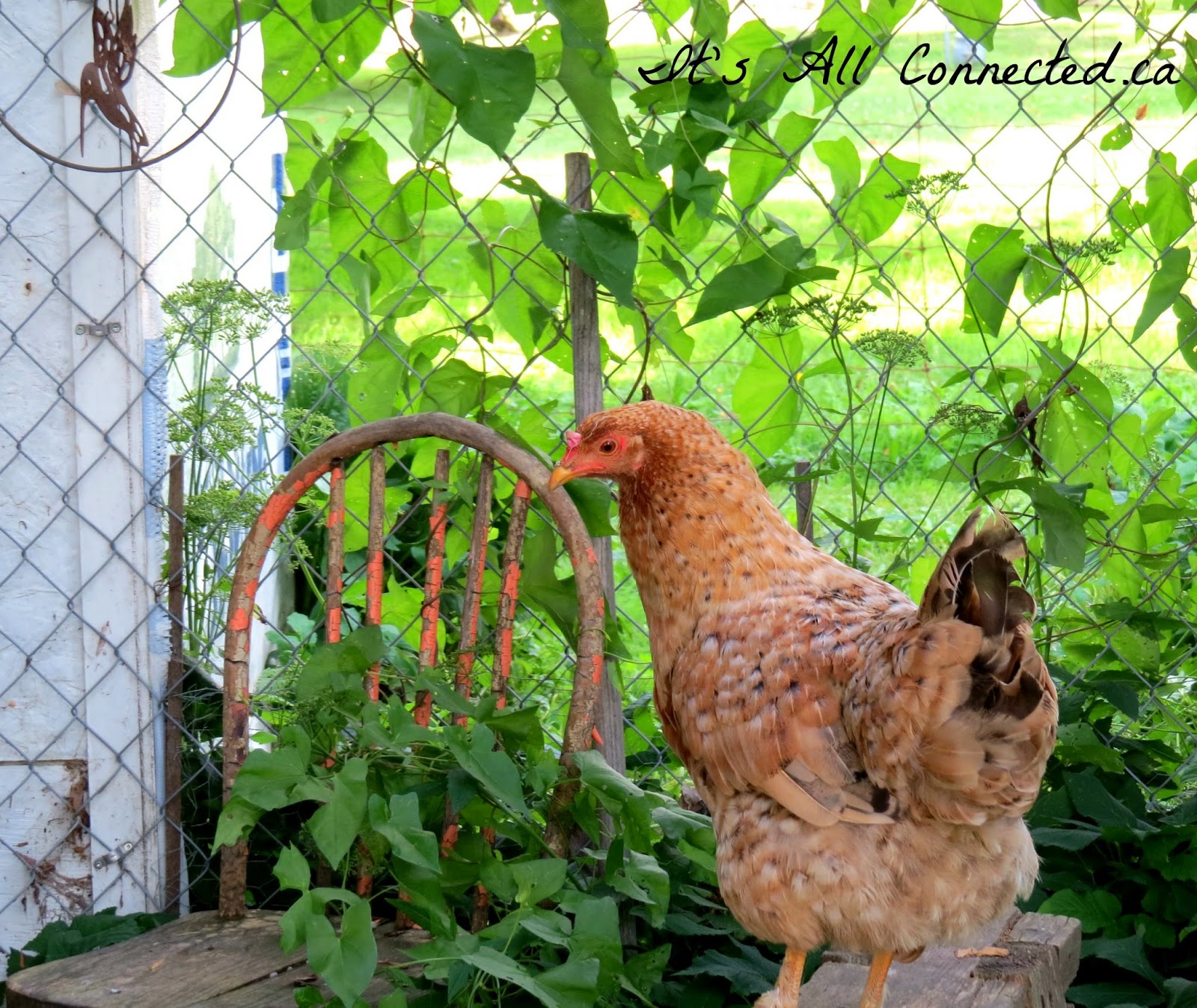 It's All Connected: And The Winner Of The Chicken Hunger Games Is .....