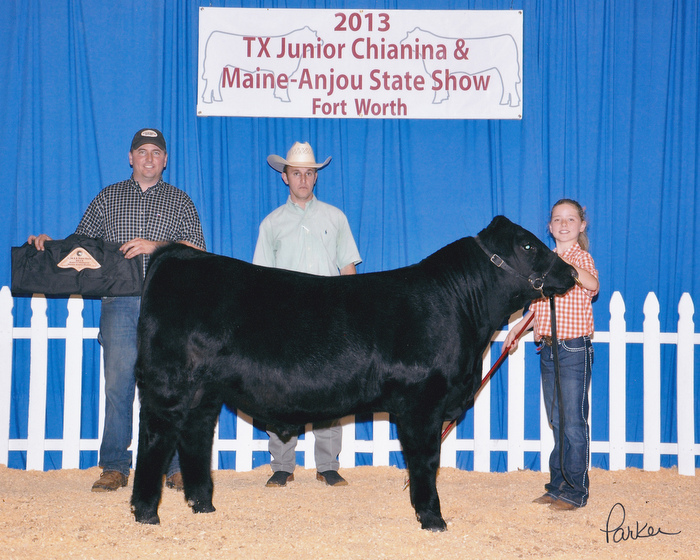 Z-N-T Cattle Co.: Maine Show Bull For Sale
