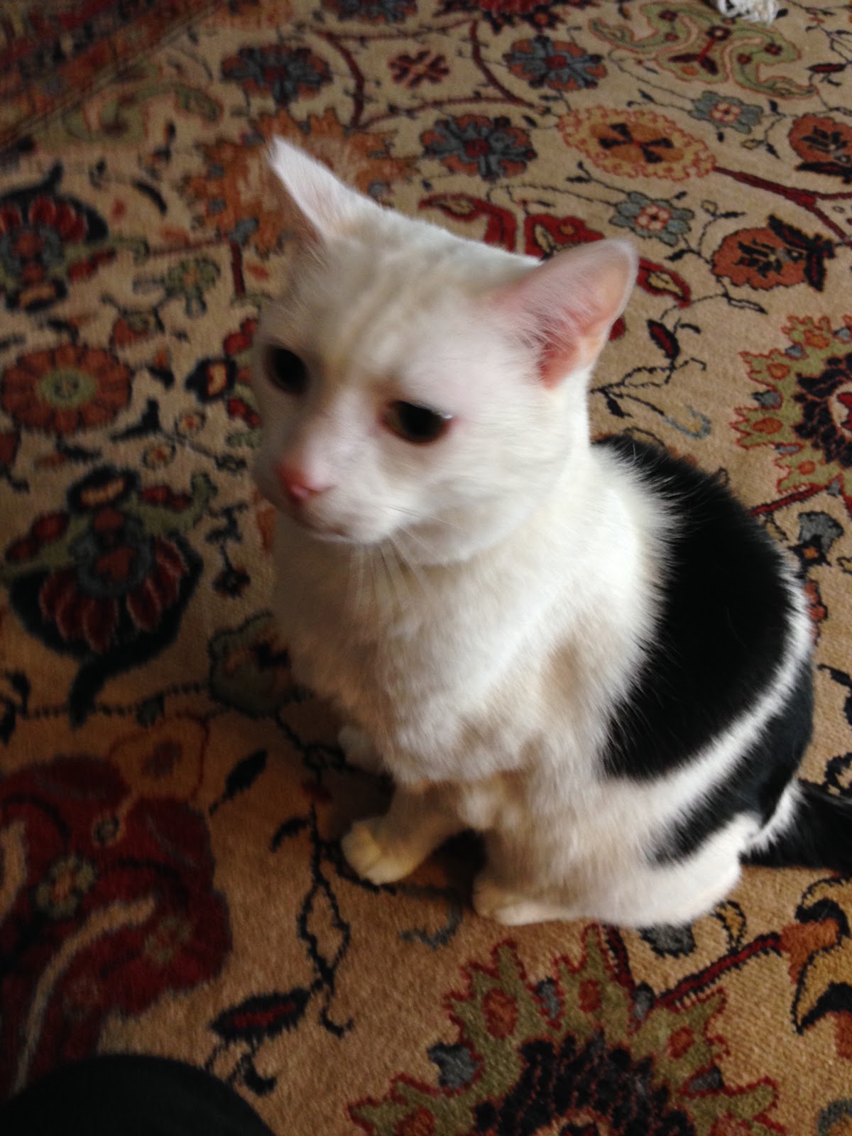 Measured out with coffee spoons: My Cow Cat