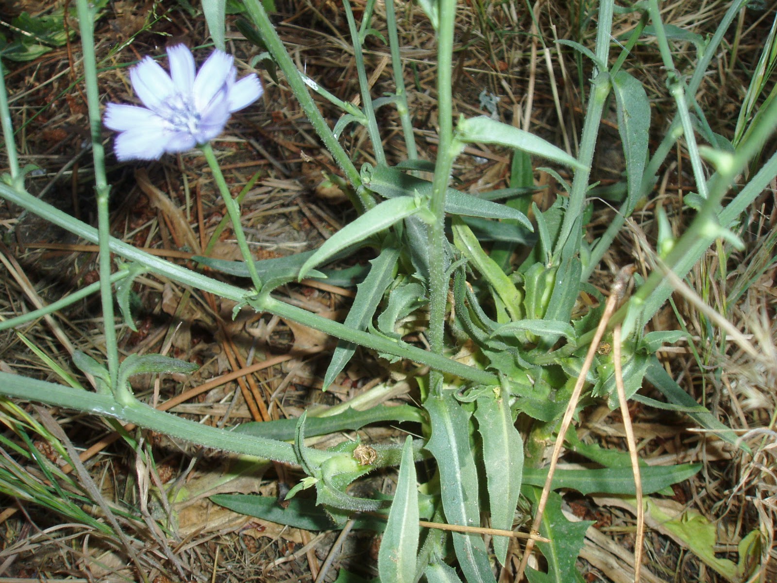 ACHICORIA: Cichorium intybus | Plantas rioMoros