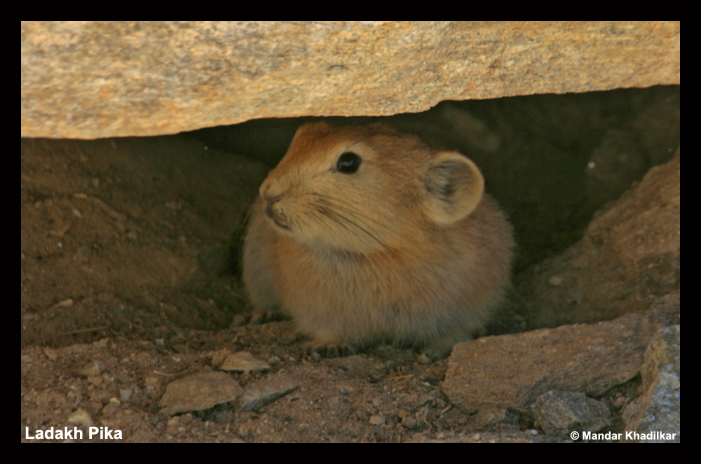 Birding Travelogue: Ladakh... One of its kind... A Cold Desert