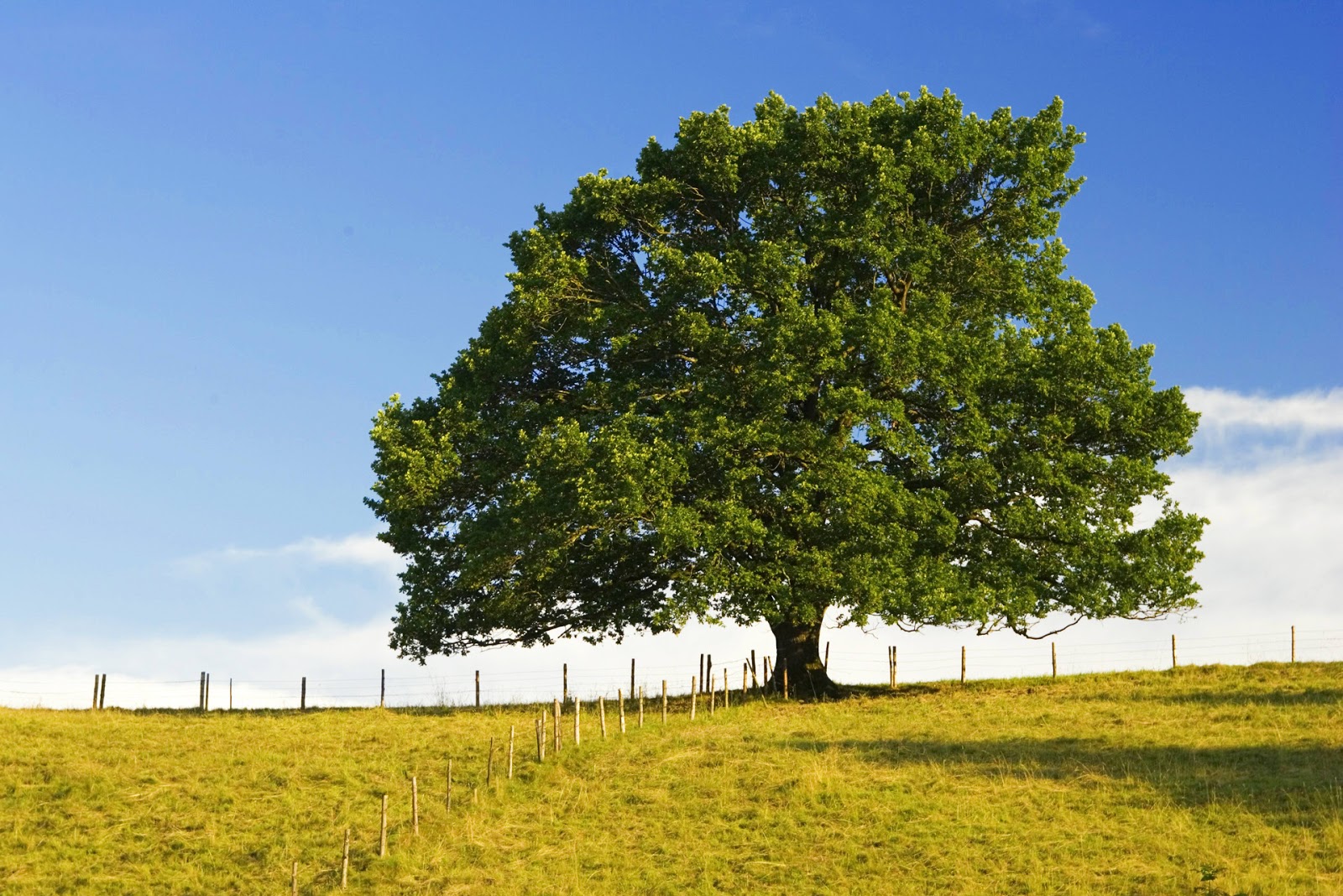 Stejarul - Enciclopedia Naturii