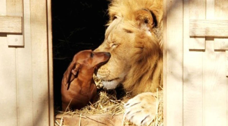 This 500-Pound Lion Is Disabled. Who Takes Care Of Him And Keeps Him ...