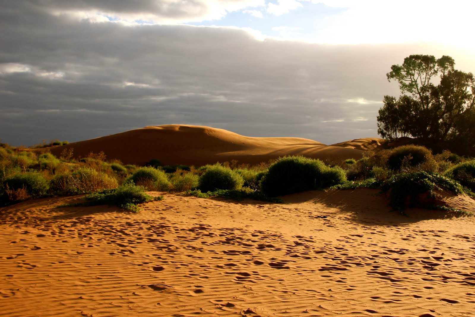 garden delights: OUR WORLD - Perry's Sandhills
