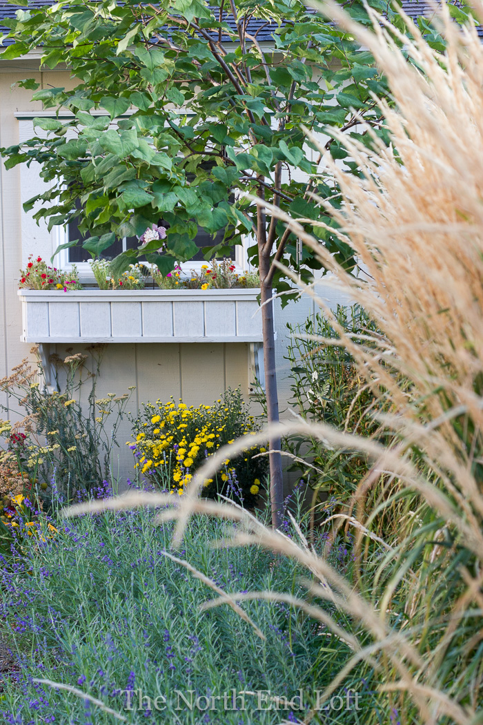 The North End Loft: Our Early Fall Garden