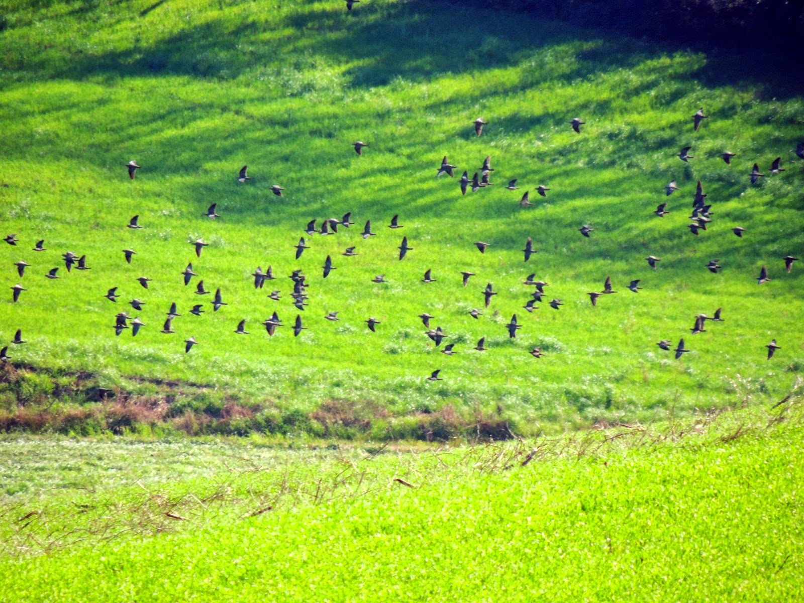 Amanda no País das Maravilhas: Zenaida auriculata (Pomba de bando)