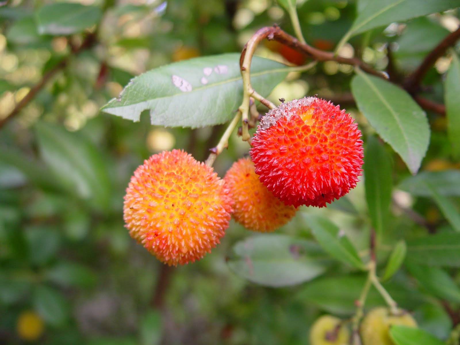 Photography Blog: Arbutus Flower