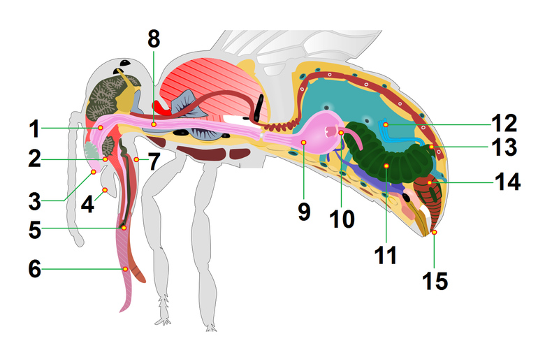 Corona Apicultores: ANATOMIA INTERNA DE APIS MELLIFERA
