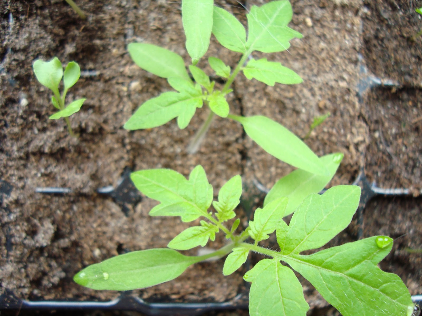 MiniTuinders: Snelle groeiers, langzame groeiers