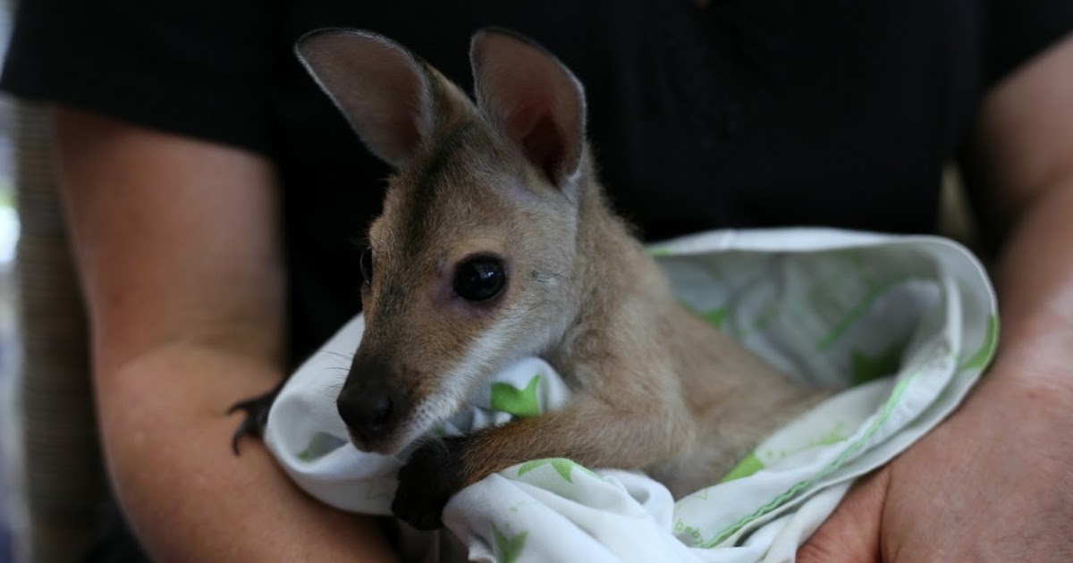 Wallaby babies in care 07/11/2016