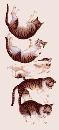 Veterline: El gato paracaidista