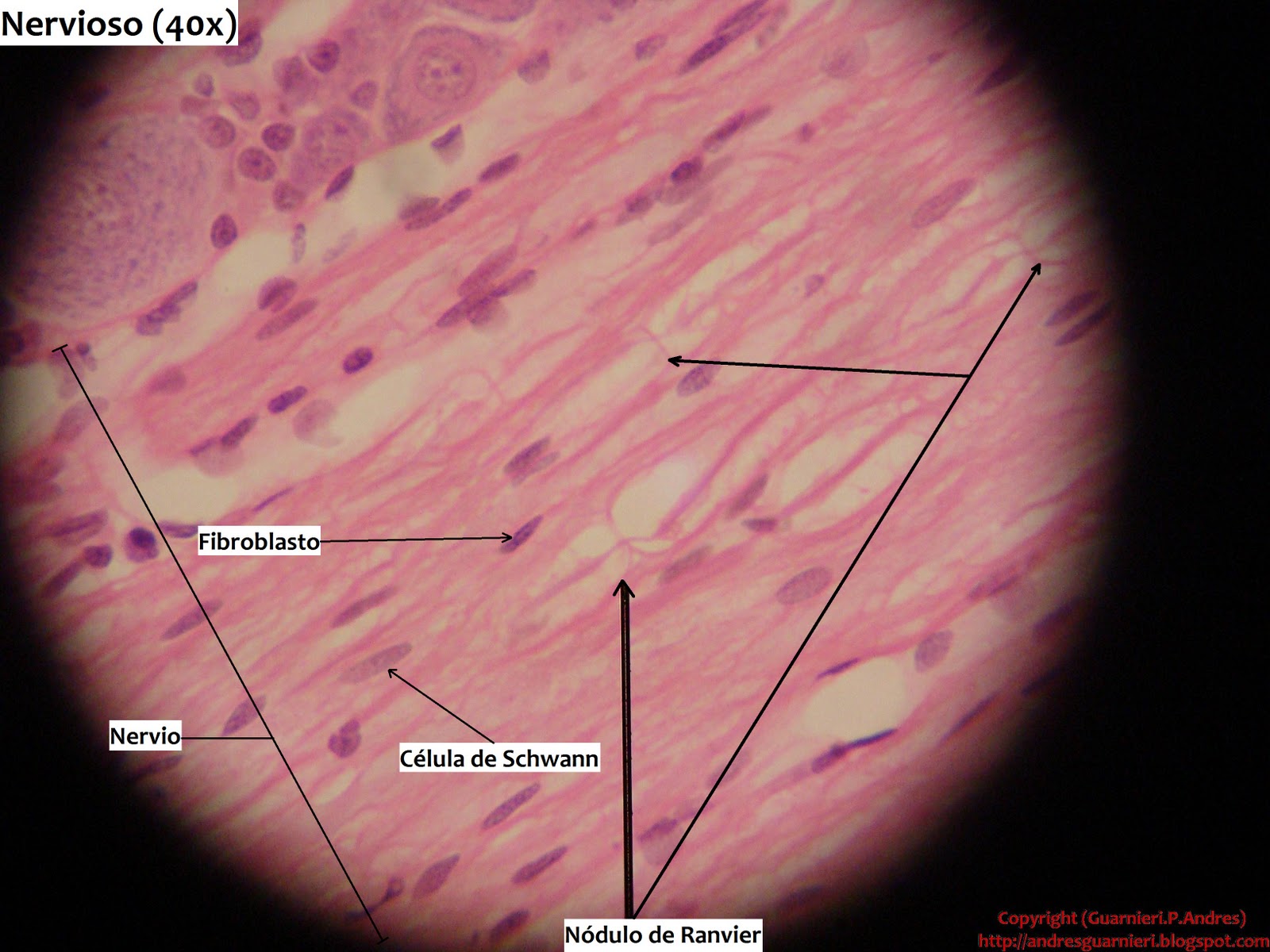 Medicina - Histología Humana / Medicine - Human Histology: Histologia ...