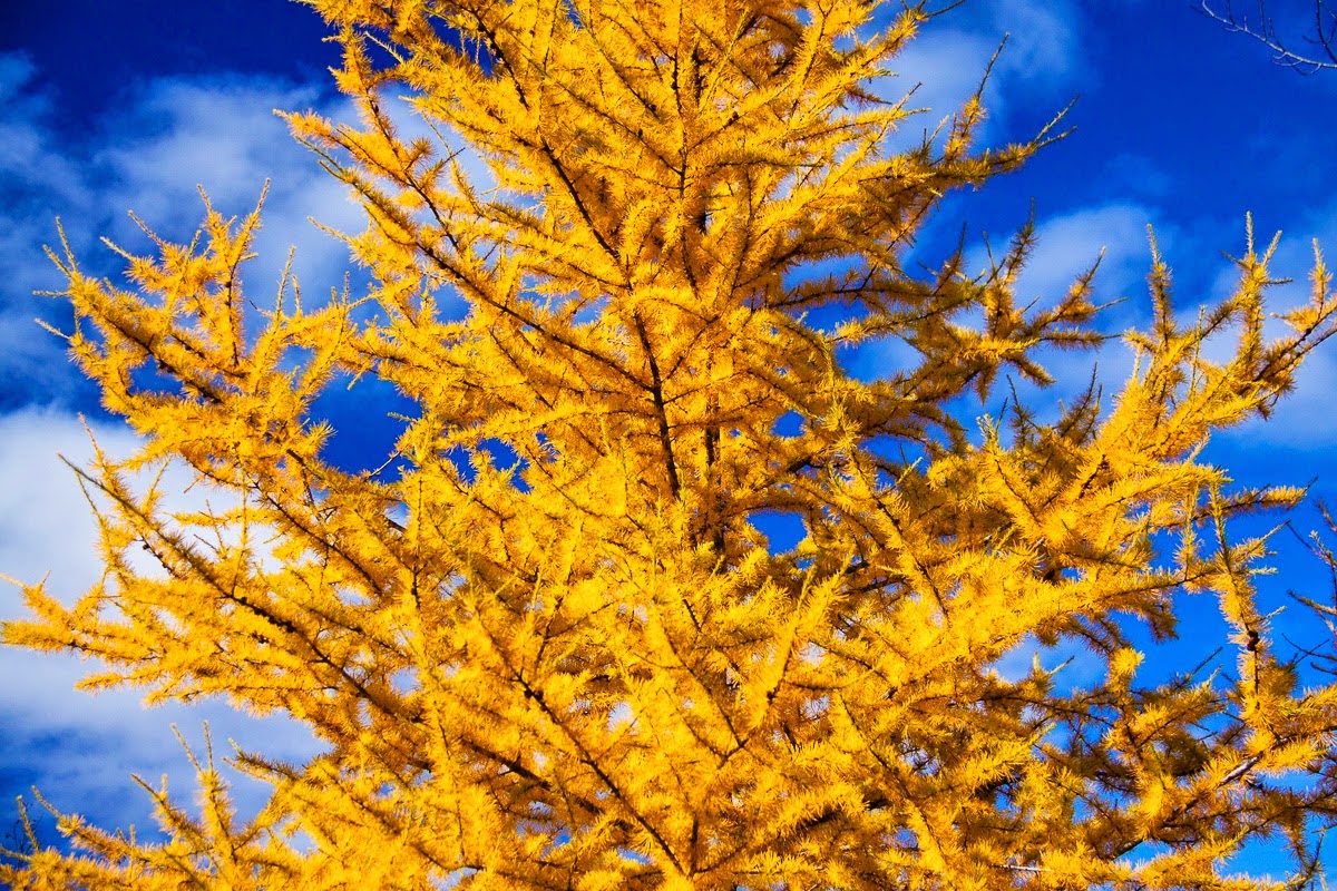 Creators Garden: March 2015