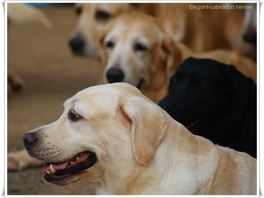 ยินดีต้อนรับสู่ Elegant-Labradors kennel ฟาร์มลาบราดอร์ รีทรีฟเวอร์ ...