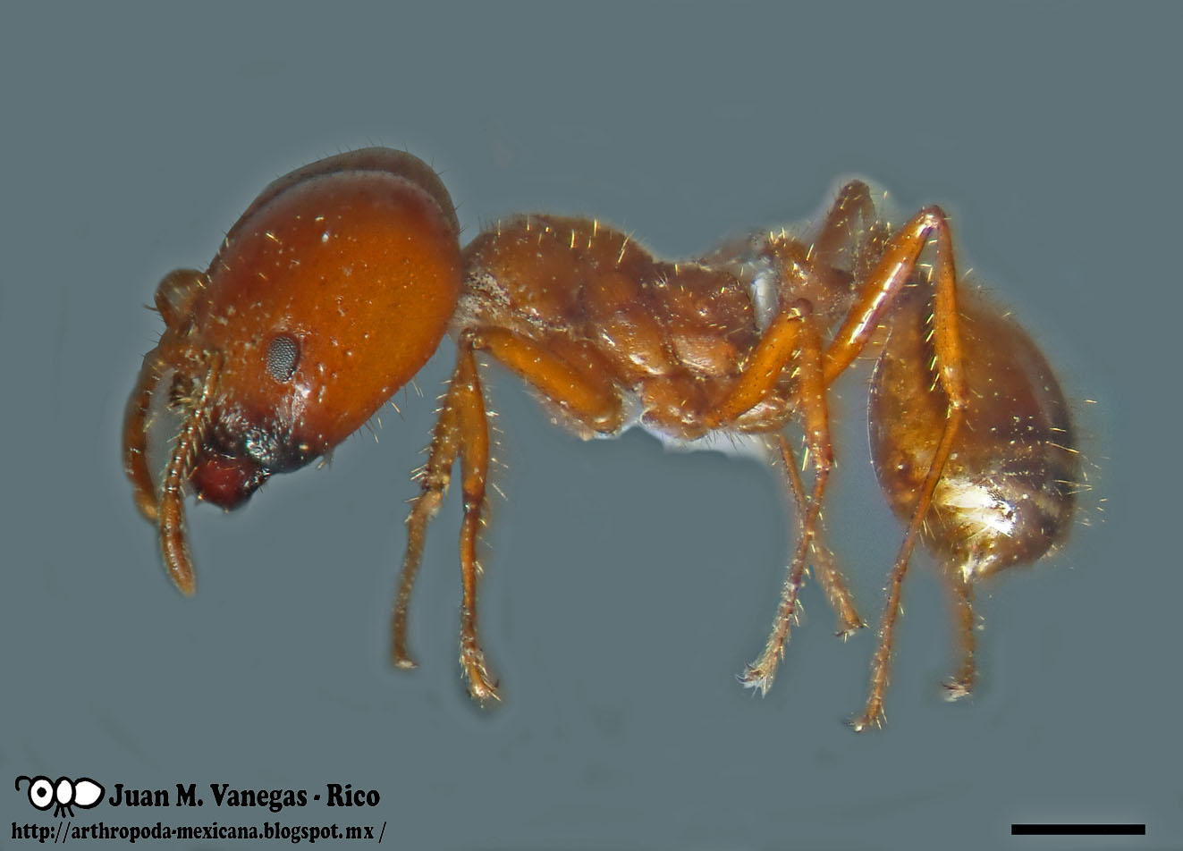 ARTHROPODA MEXICANA: La "hormiga de fuego" Solenopsis geminata